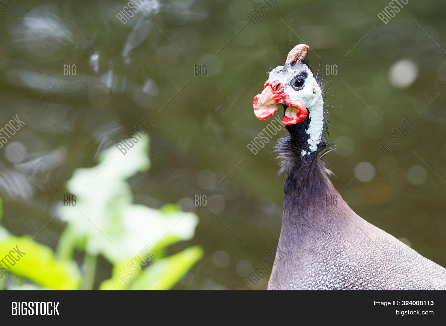 Guinea Fowl Bird Image & Photo (Free Trial) | Bigstock