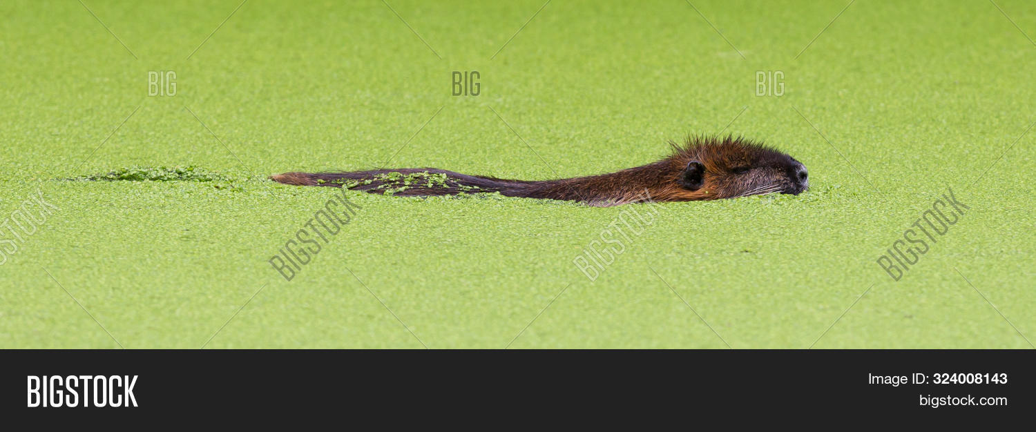 Beaver Pool Filled Image & Photo (Free Trial) | Bigstock