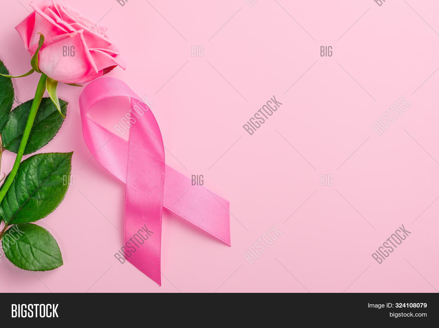 Pink Ribbon Rose On Image & Photo (Free Trial) | Bigstock