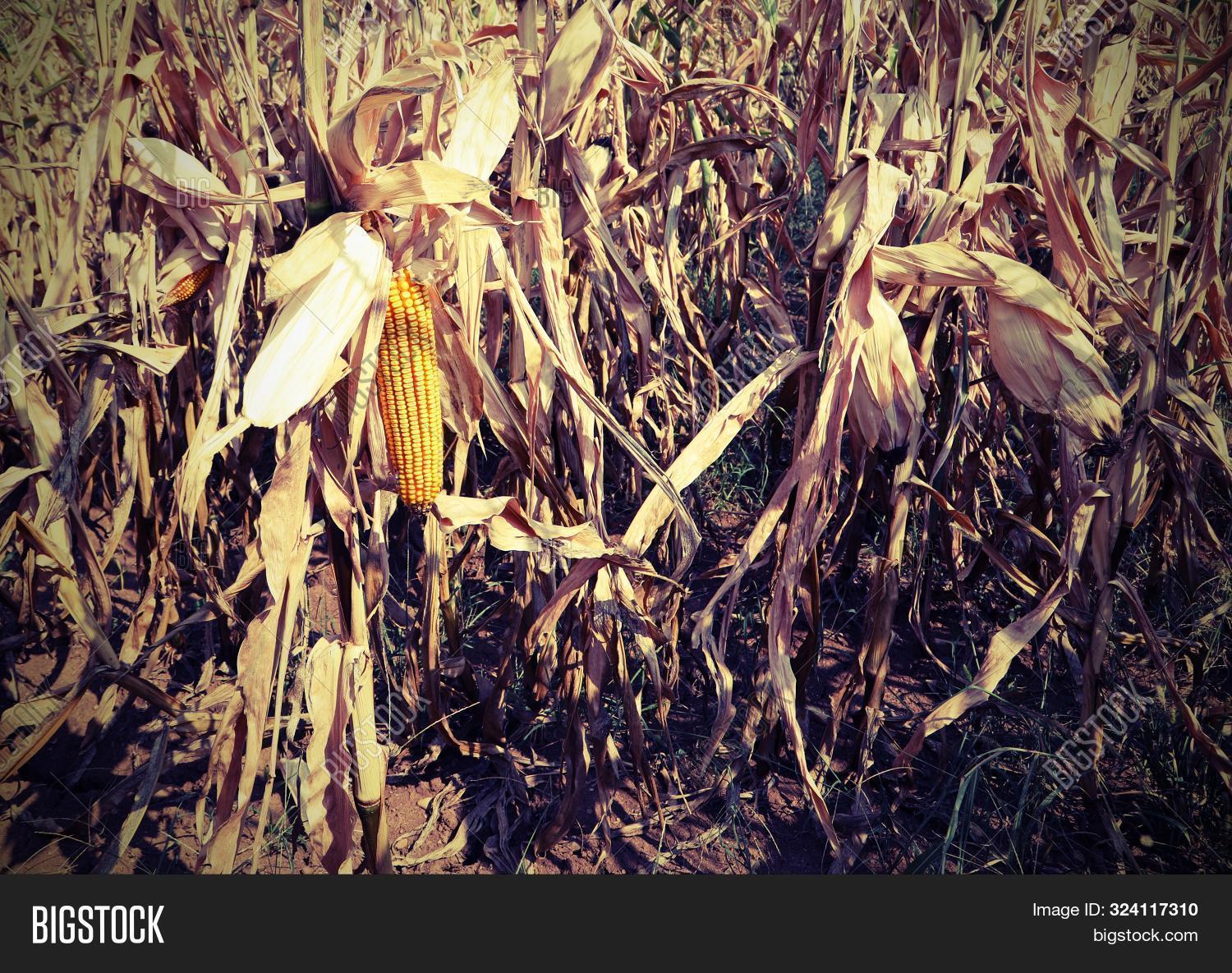 Yellow Panicle Maize Image & Photo (Free Trial) | Bigstock