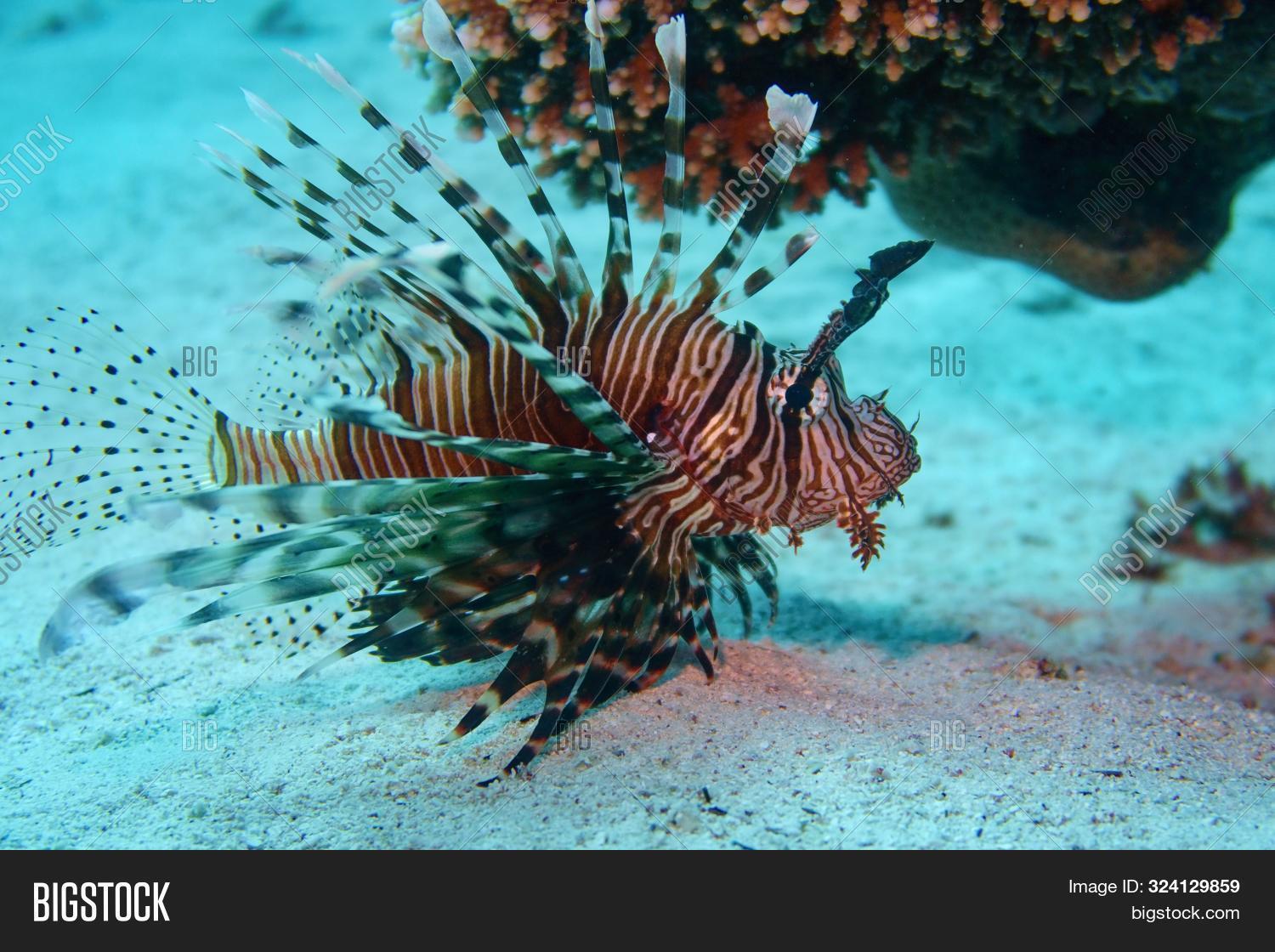 Common Lionfish - Image & Photo (Free Trial) | Bigstock
