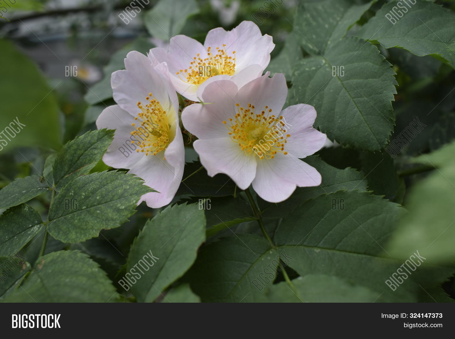 Imagen y foto Blooming Rosehip (prueba gratis) | Bigstock