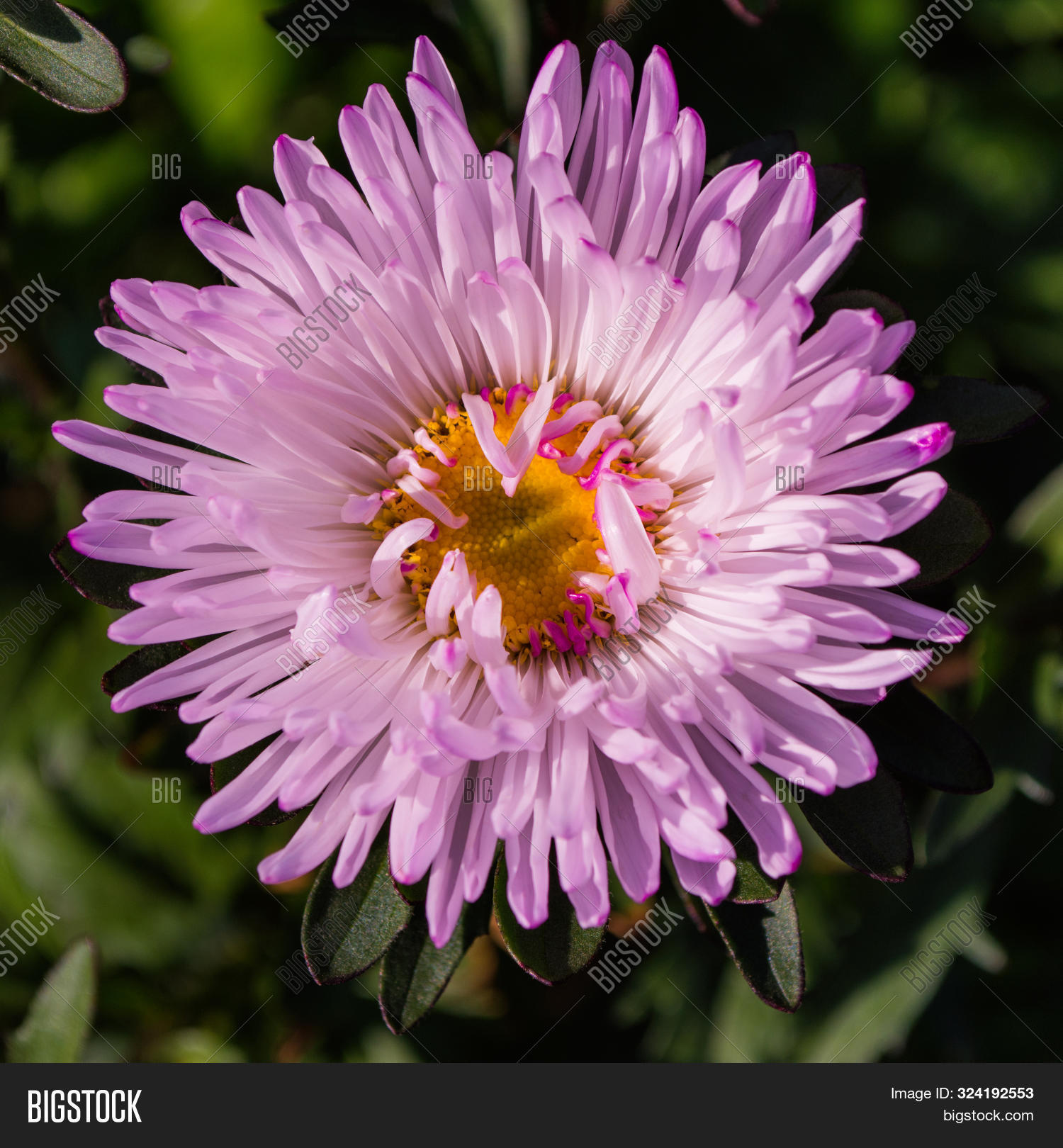 Asters Flowers. Asters Image & Photo (Free Trial) | Bigstock