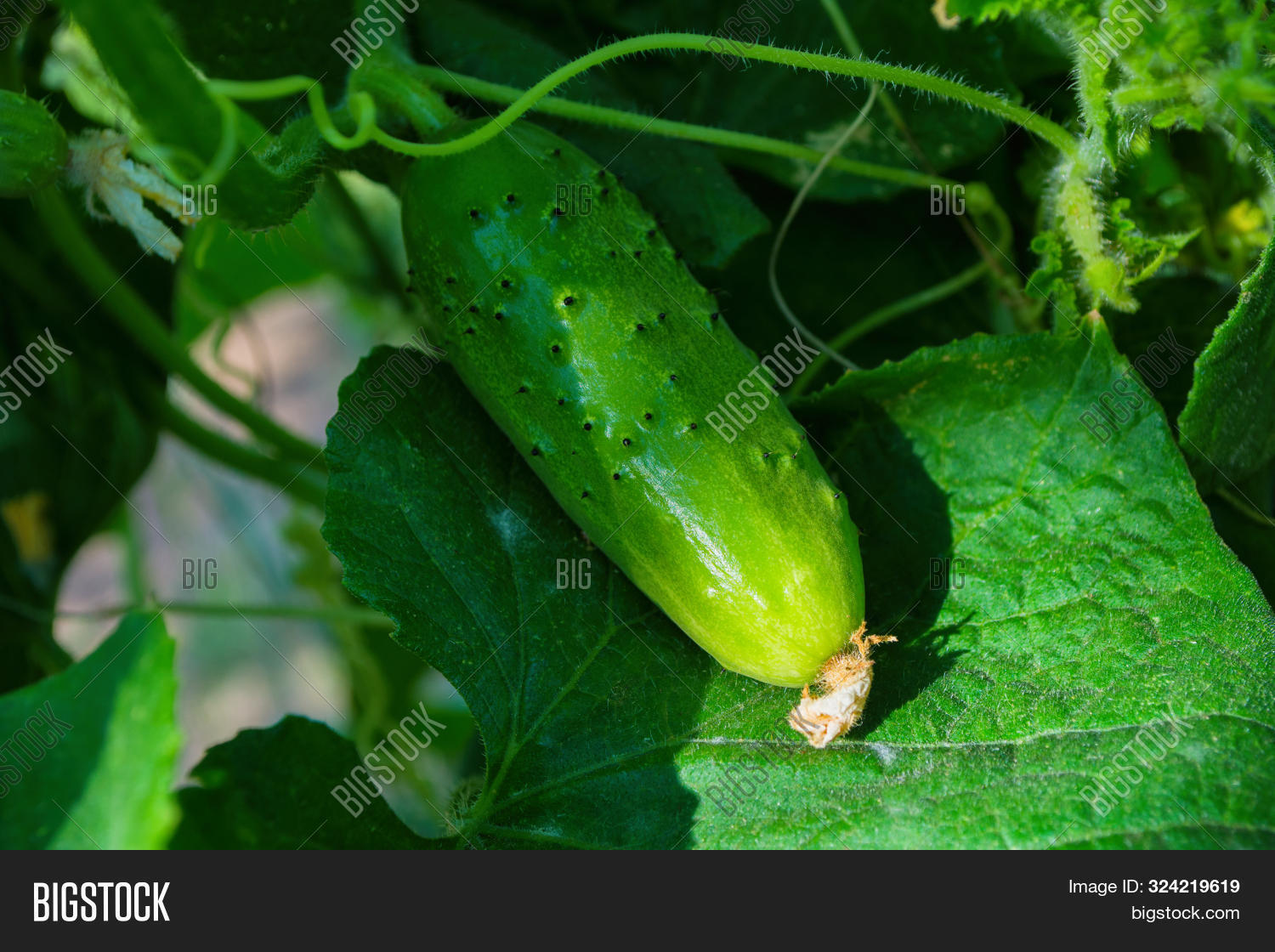 Cucumber (cucumis Image & Photo (Free Trial) | Bigstock