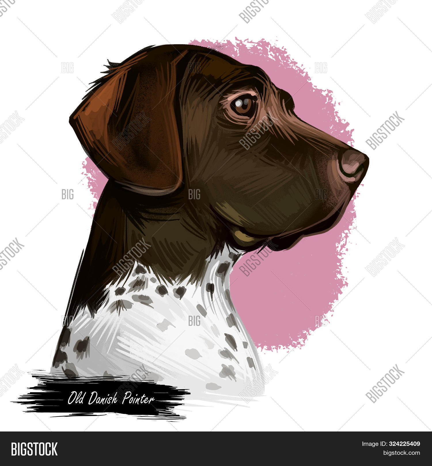 Old Danish Pointer Dog Image & Photo (Free Trial) | Bigstock