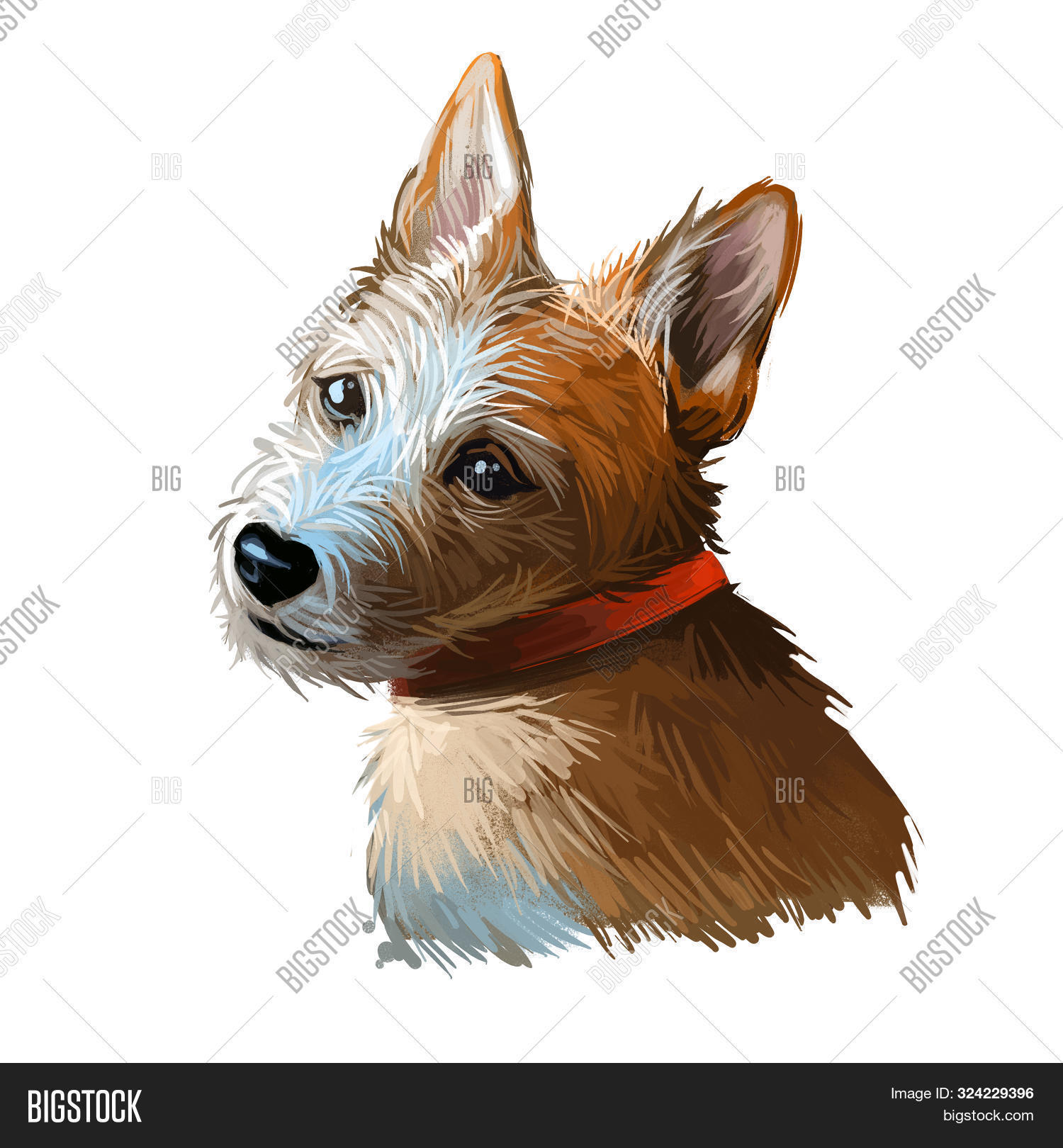 Portuguese Podengo Wirehaired