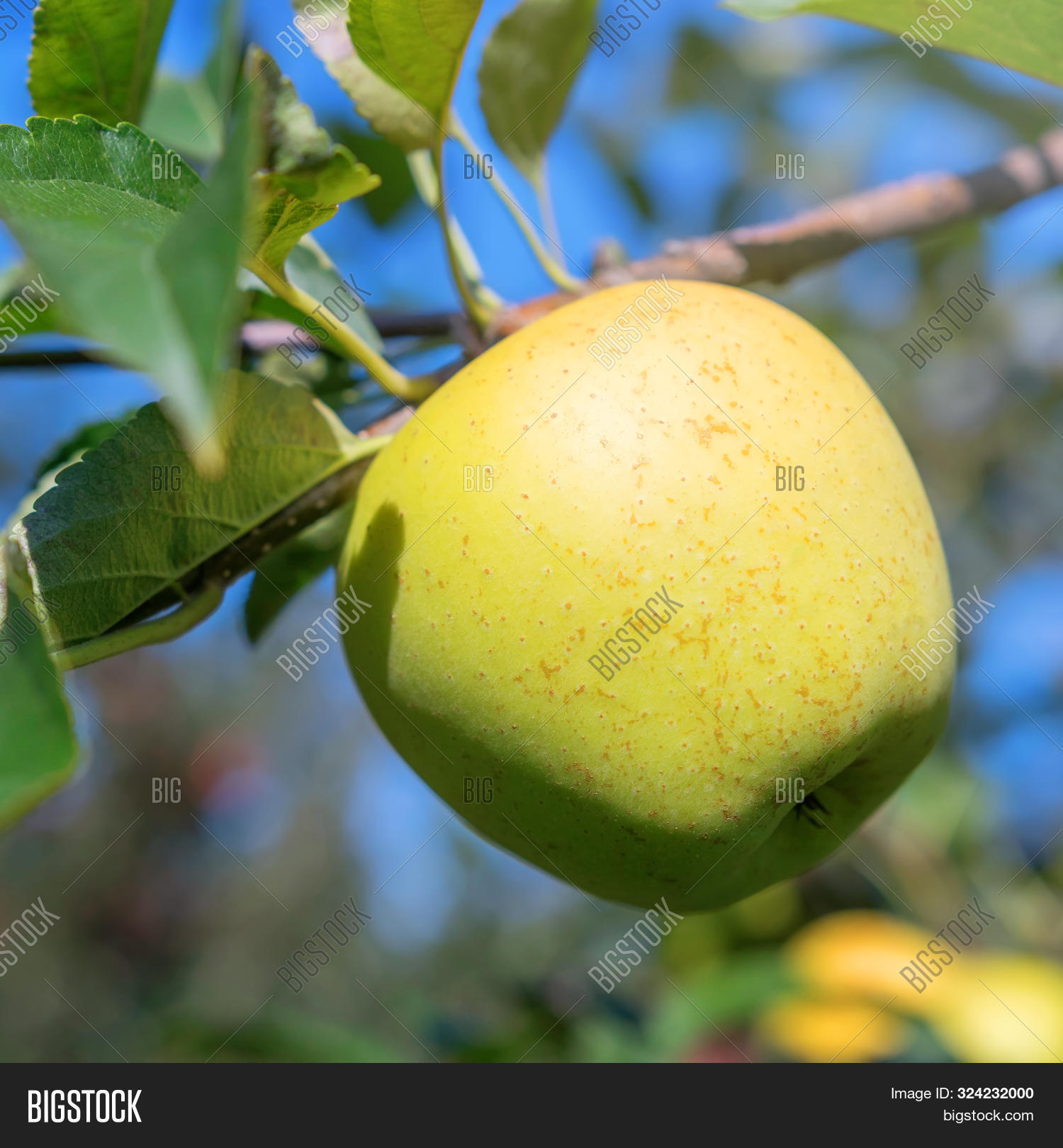 Yellow Apple Orchard Image & Photo (Free Trial) | Bigstock