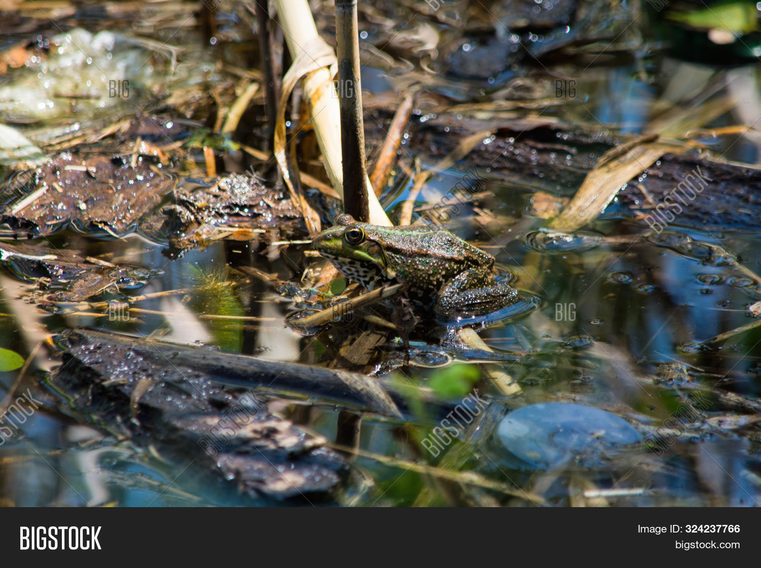 Imagen y foto Amphibian Lake Frog (prueba gratis) | Bigstock