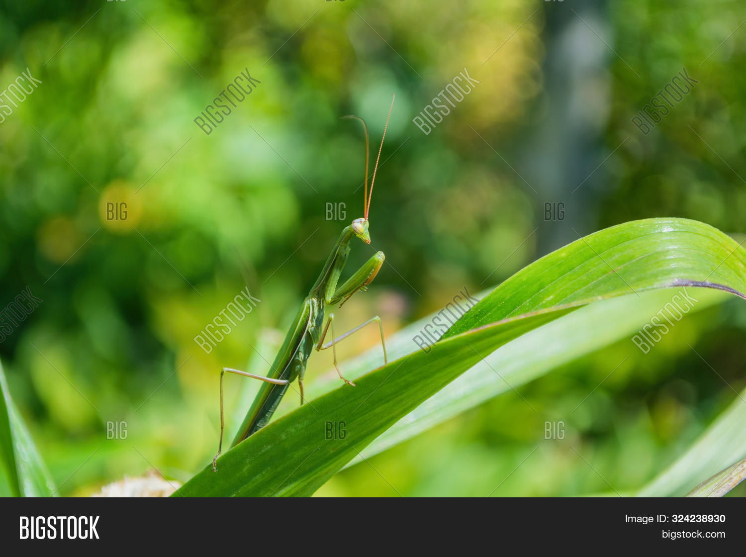 Green Mantis. Green Image & Photo (Free Trial) | Bigstock