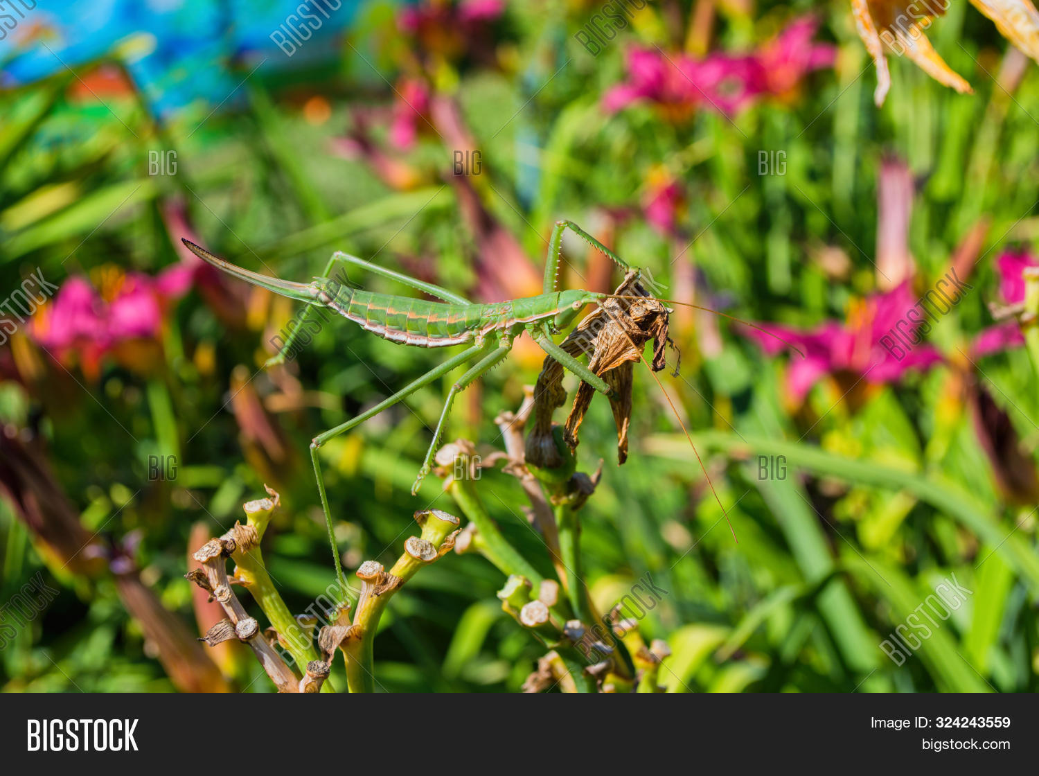 Green Stick Insect Image & Photo (Free Trial) | Bigstock