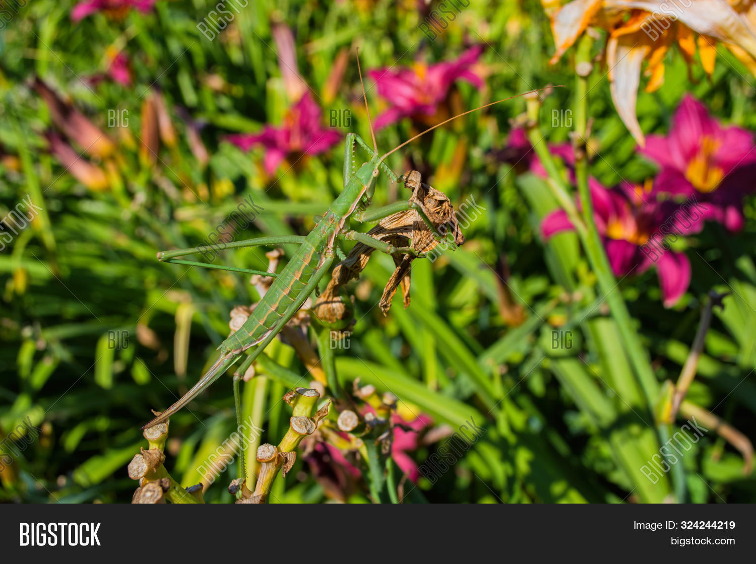 Green Stick Insect Image & Photo (Free Trial) | Bigstock
