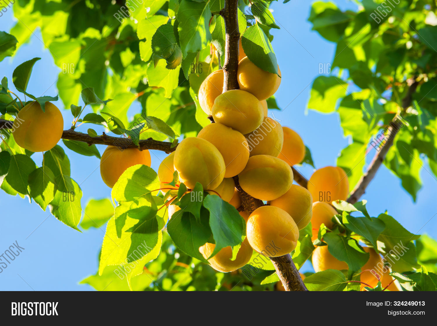 Imagen y foto Apricots. Branch (prueba gratis) | Bigstock