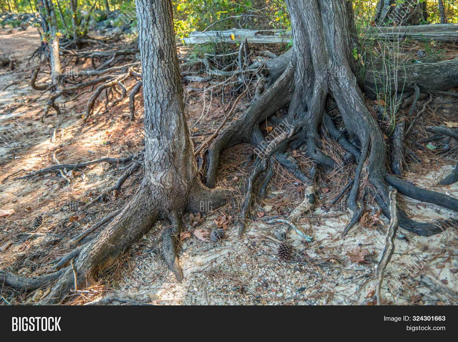 Trees Roots Exposed On Image & Photo (Free Trial) | Bigstock
