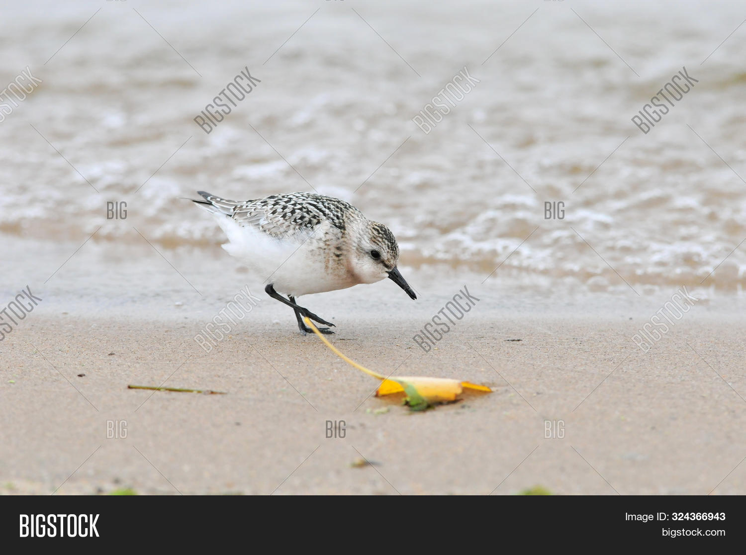 Little Bird Walks Image & Photo (Free Trial) | Bigstock