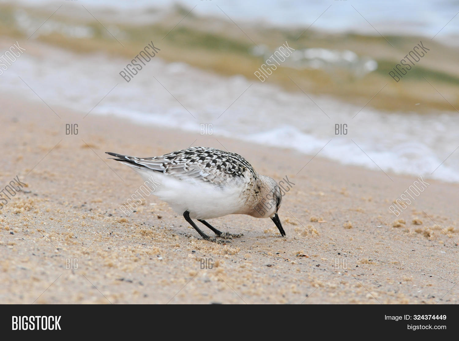Little Bird Walks Image & Photo (Free Trial) | Bigstock