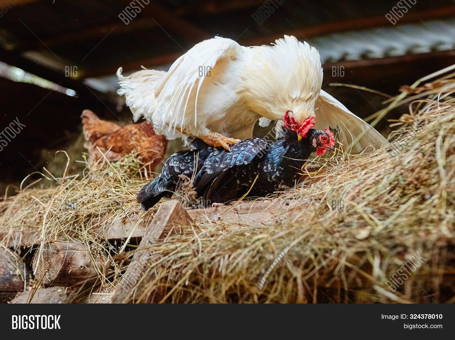 Rooster Chicken Mating Image & Photo (Free Trial) | Bigstock