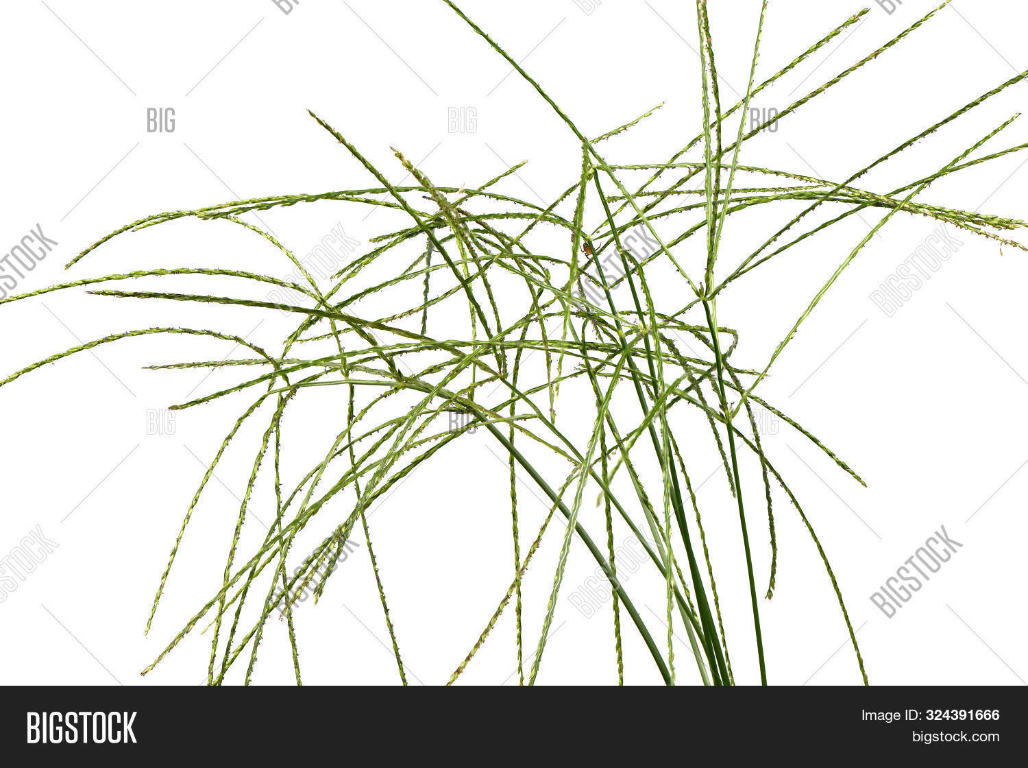 Digitaria Sanguinalis Image & Photo (Free Trial) | Bigstock