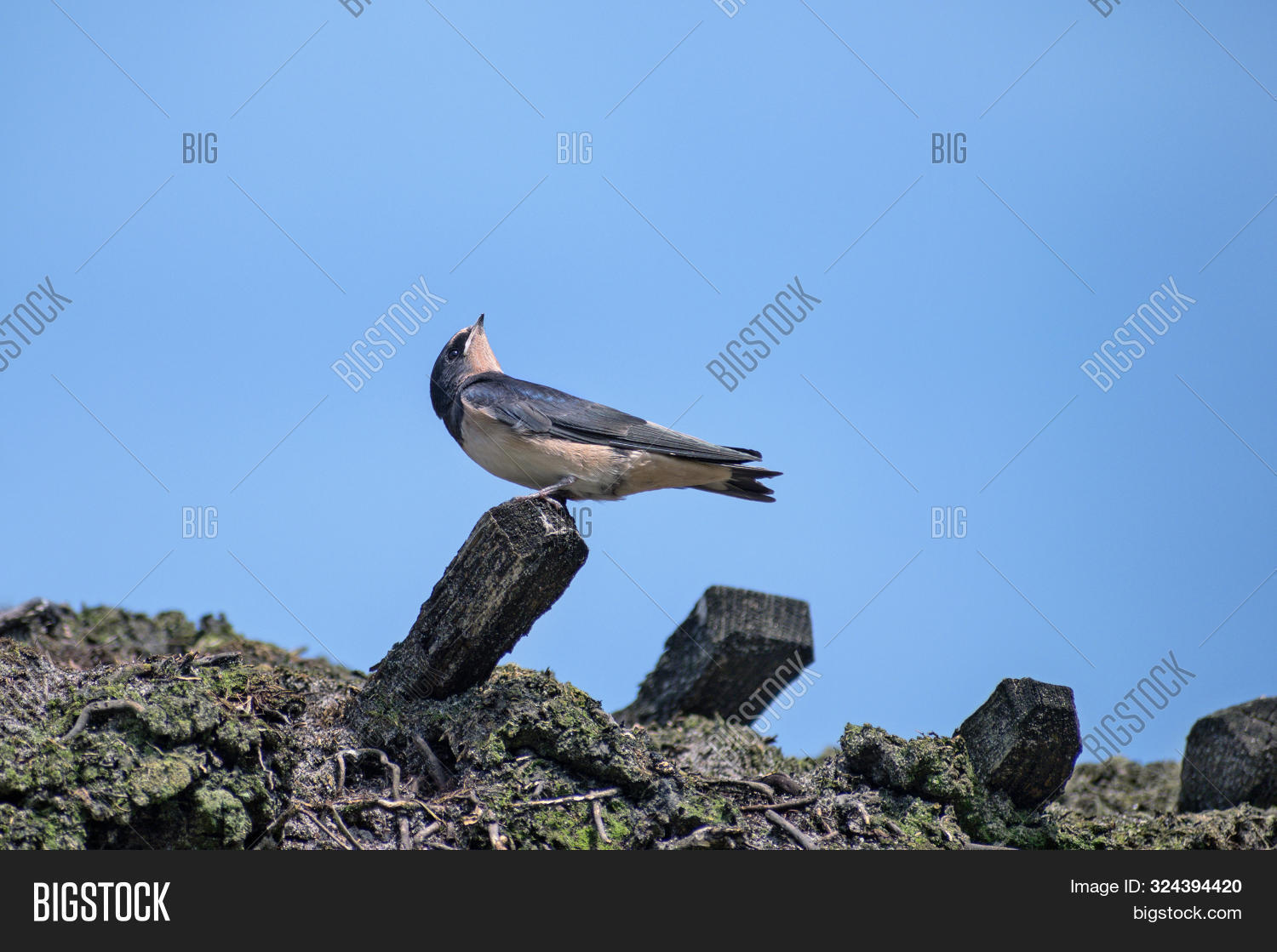 Young Barn Swallow ( Image & Photo (Free Trial) | Bigstock