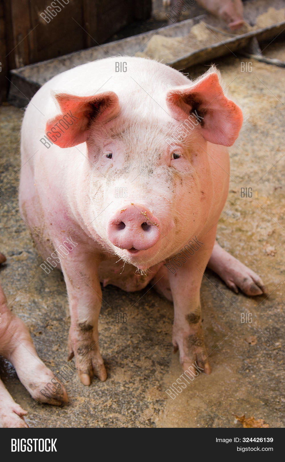 Pink Pig Nyiregyhaza Image & Photo (Free Trial) | Bigstock