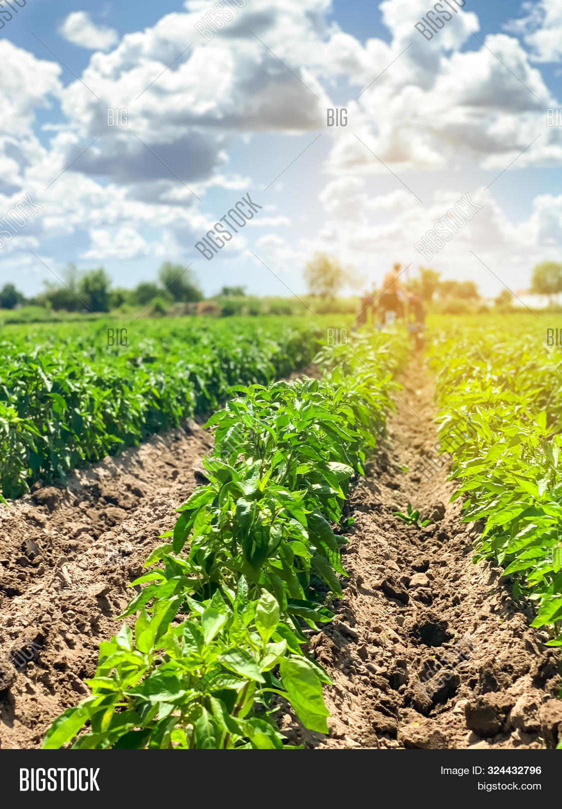 Farmer Cultivates Image & Photo (Free Trial) | Bigstock