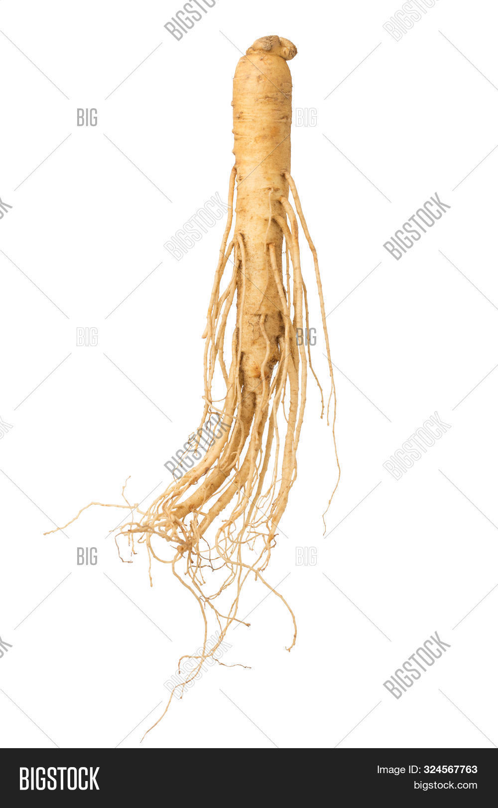 Fresh Ginseng Root Image & Photo (Free Trial) | Bigstock