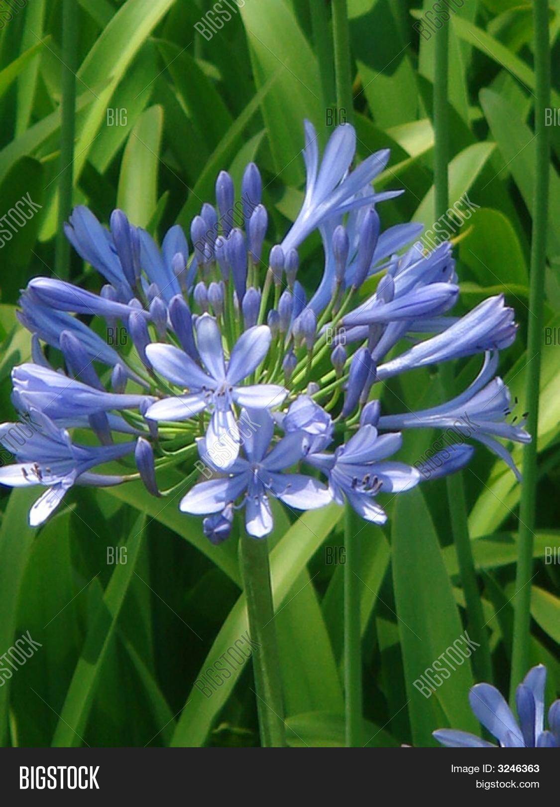 Blue Flower - Image & Photo (Free Trial) | Bigstock