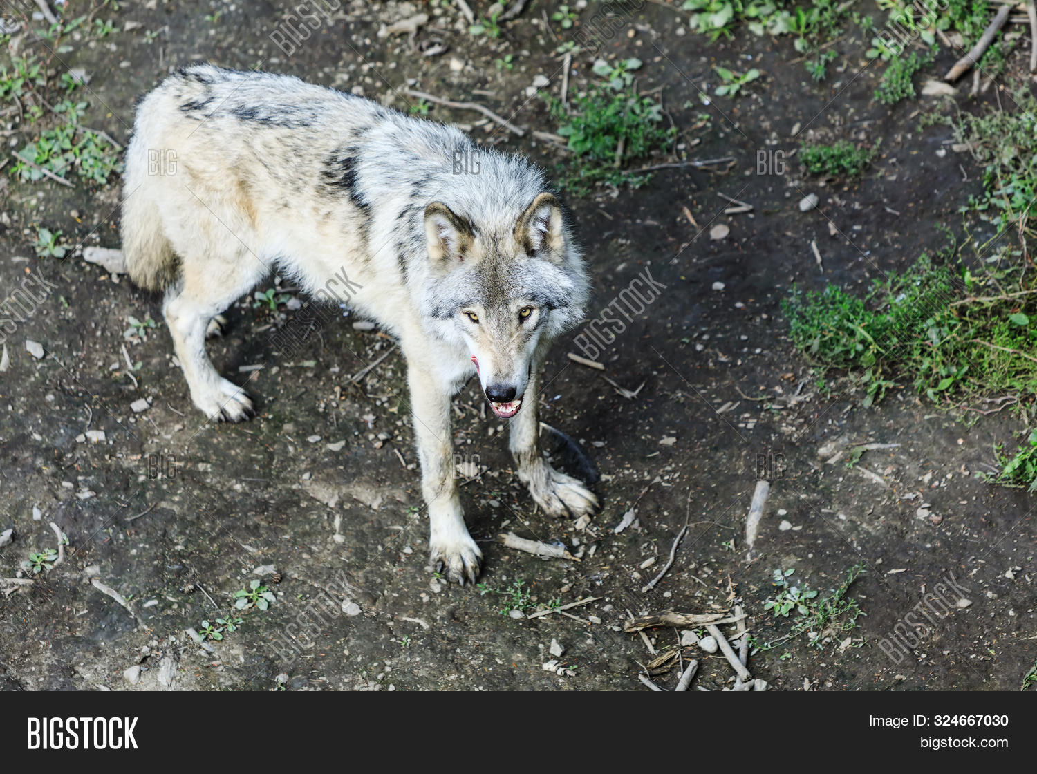 Real Gray Wolf Running Image & Photo (Free Trial) | Bigstock