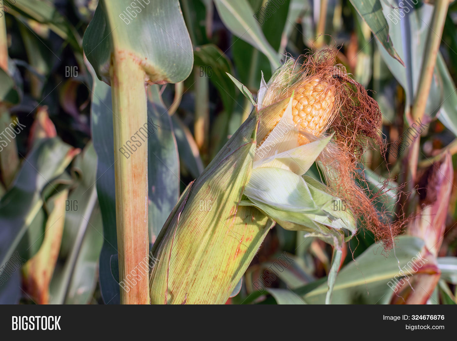Corn Maize Bright Image & Photo (Free Trial) | Bigstock