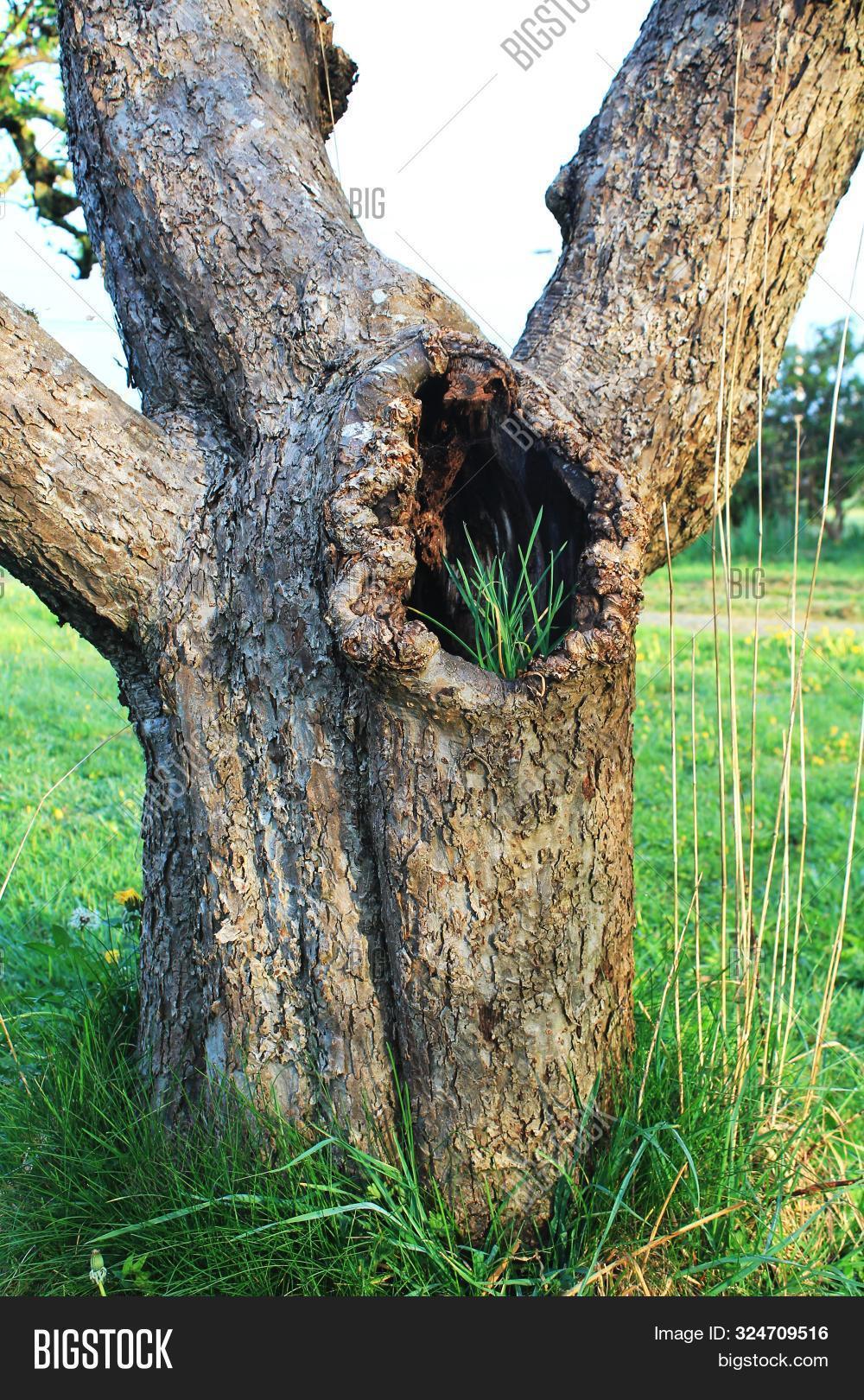Ancient Apple Tree Image & Photo (Free Trial) | Bigstock