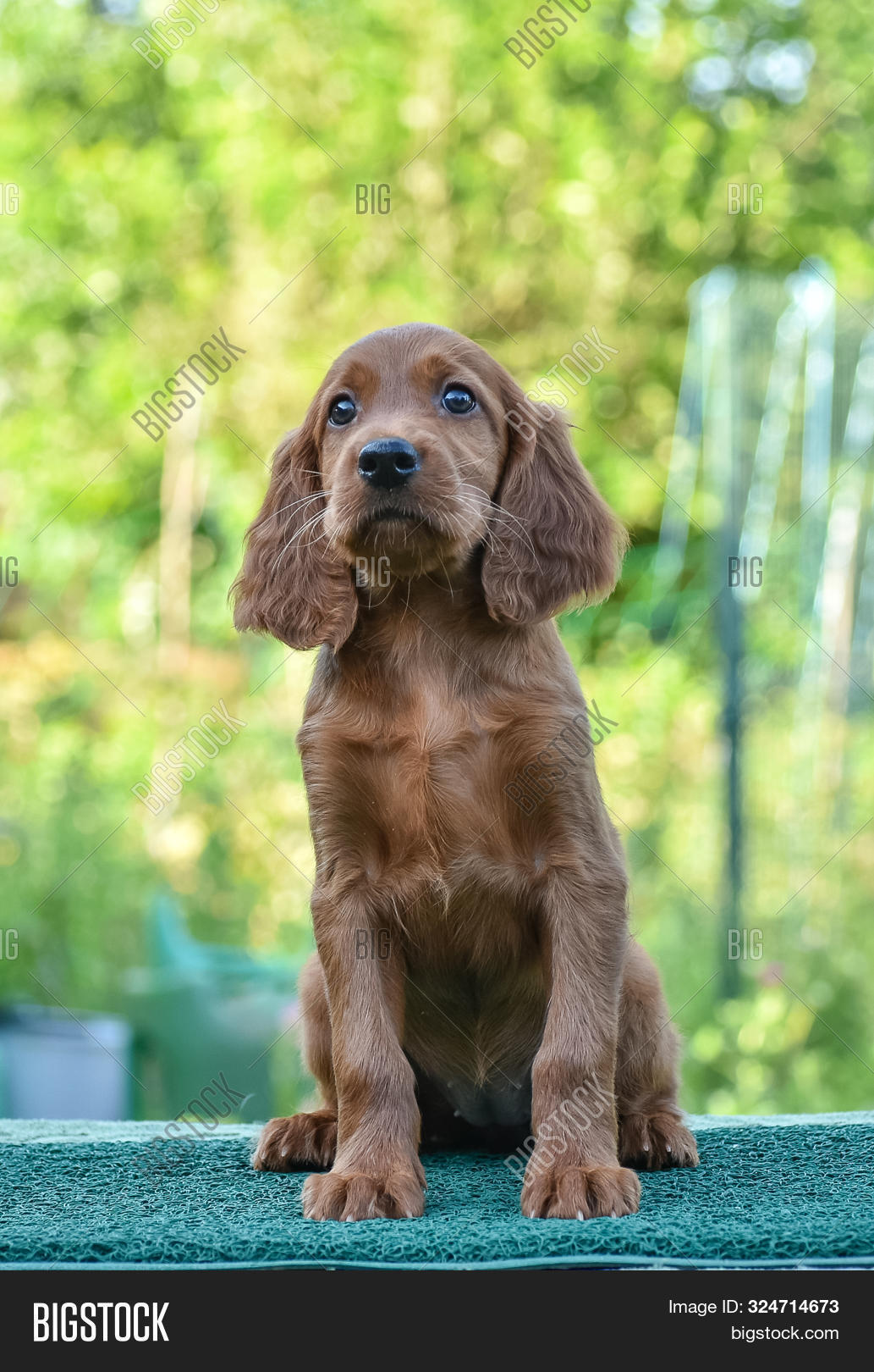 Puppy Irish Red Setter Image & Photo (Free Trial) | Bigstock