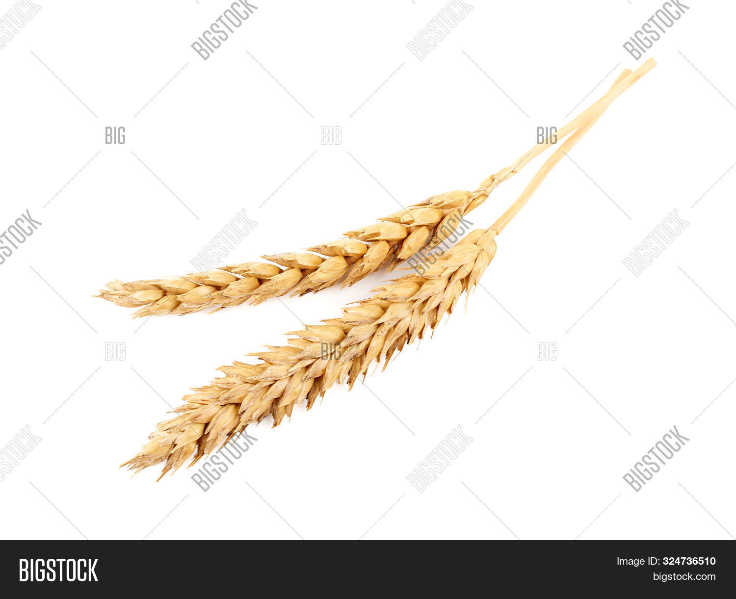 Wheat Isolated On Image & Photo (Free Trial) | Bigstock