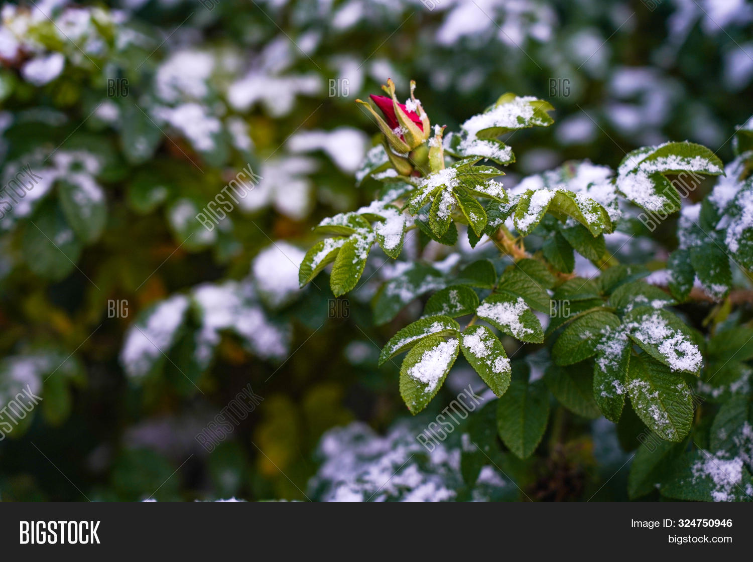 Rose Bushes Under Snow Image & Photo (Free Trial) | Bigstock