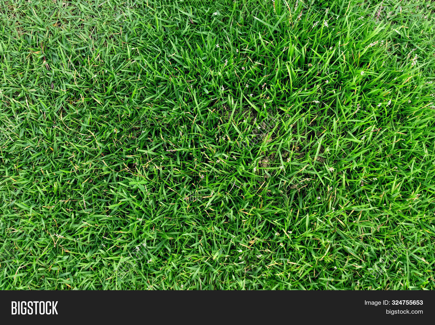 Green Grass Texture Image & Photo (Free Trial) | Bigstock