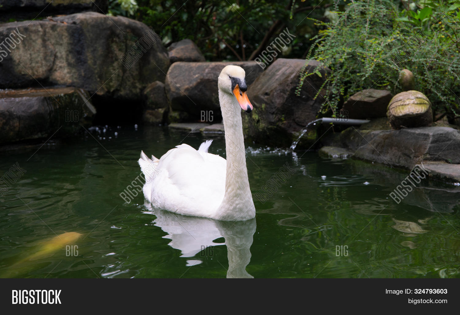 Imagen y foto White Swan On Green (prueba gratis) | Bigstock
