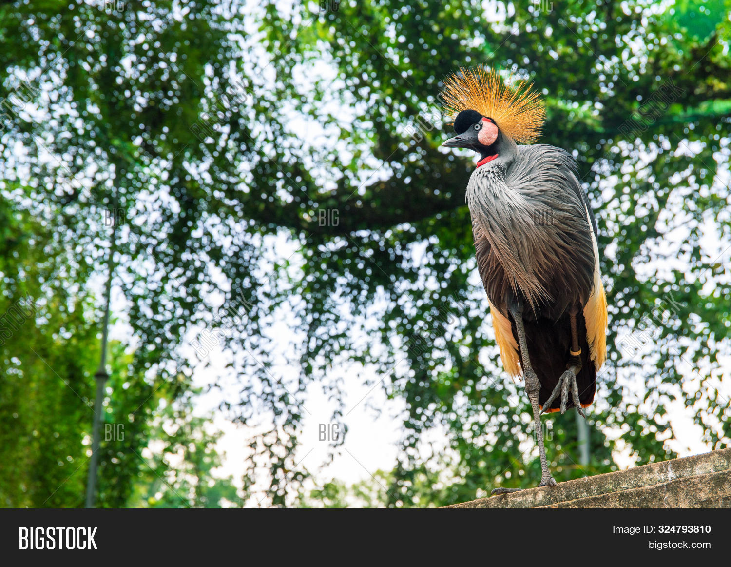 Grey Crowned Crane Image & Photo (Free Trial) | Bigstock