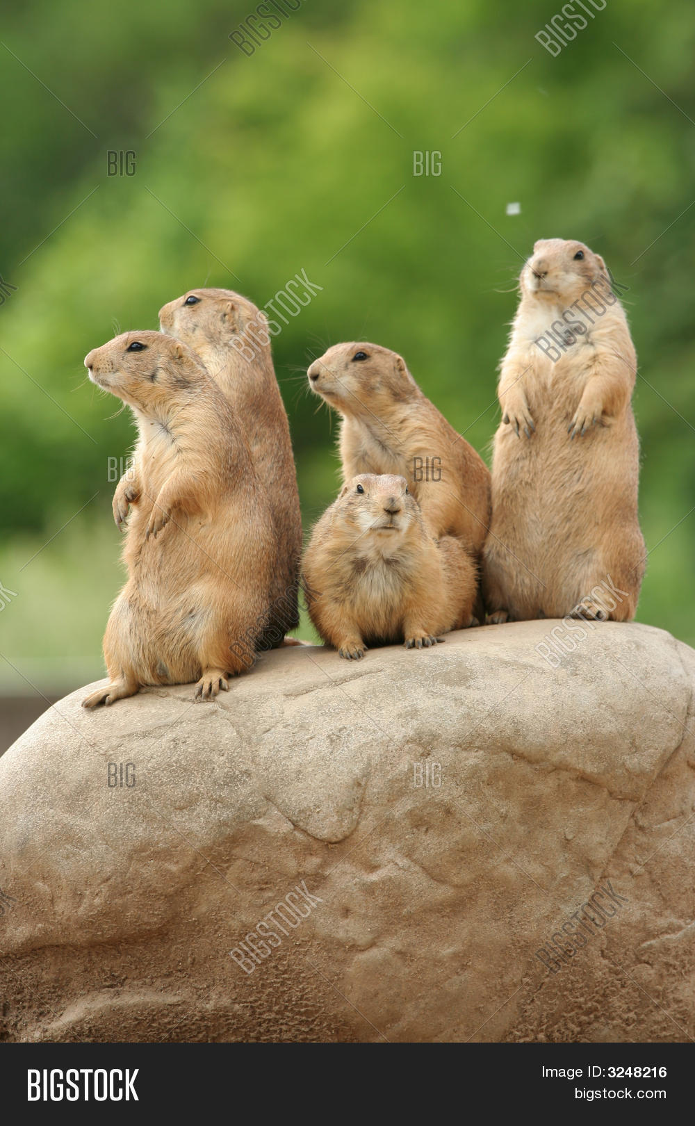 Prairie Dogs On Rock Image & Photo (Free Trial) | Bigstock