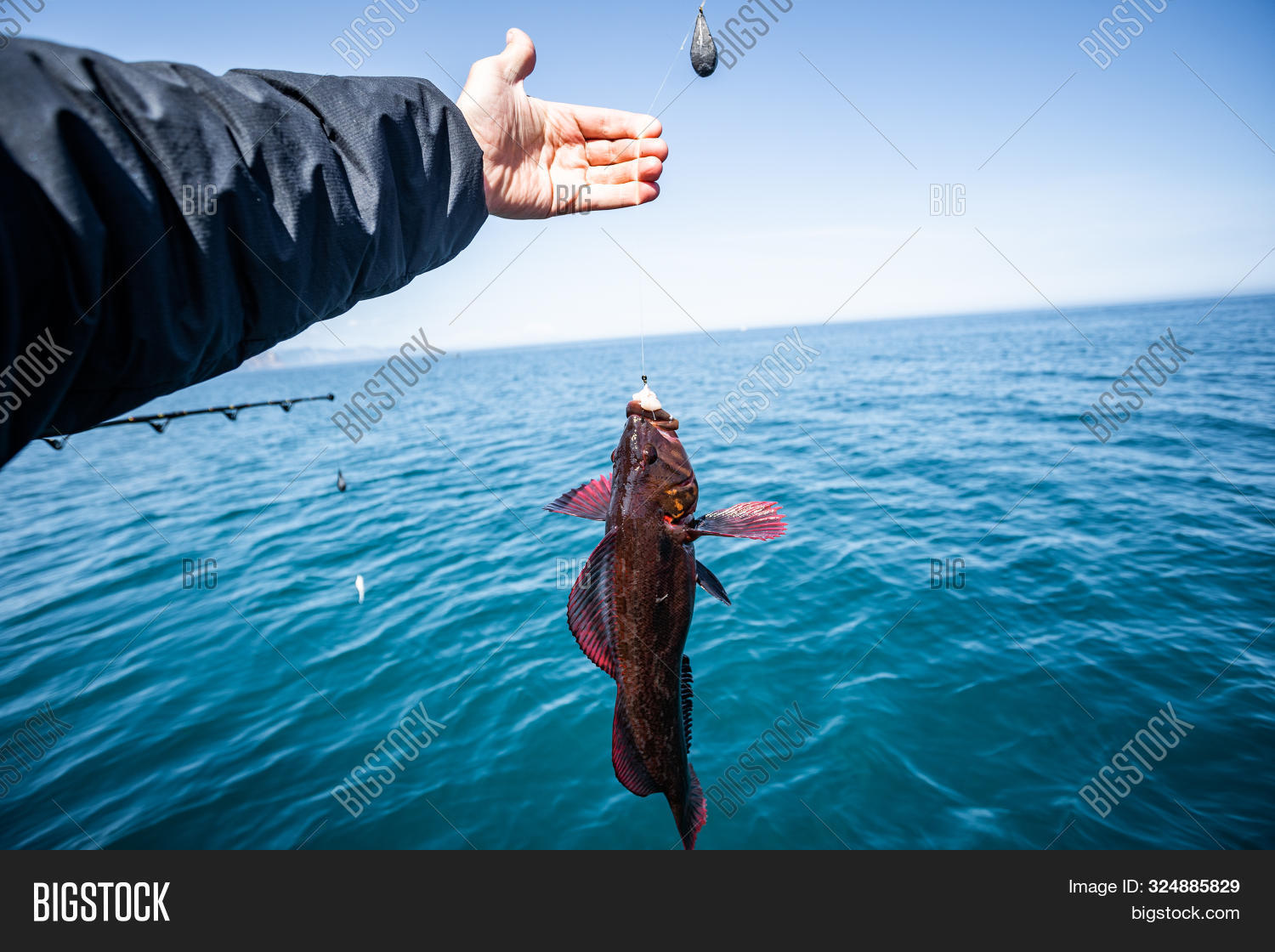 Large Red Snapper Image & Photo (Free Trial) | Bigstock