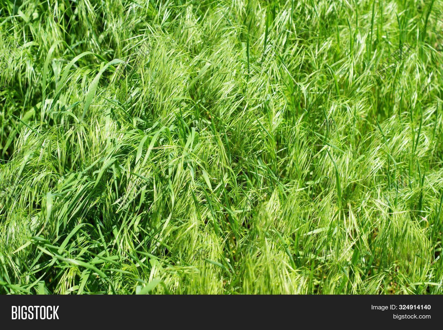 Wild Green Grass Image & Photo (Free Trial) | Bigstock