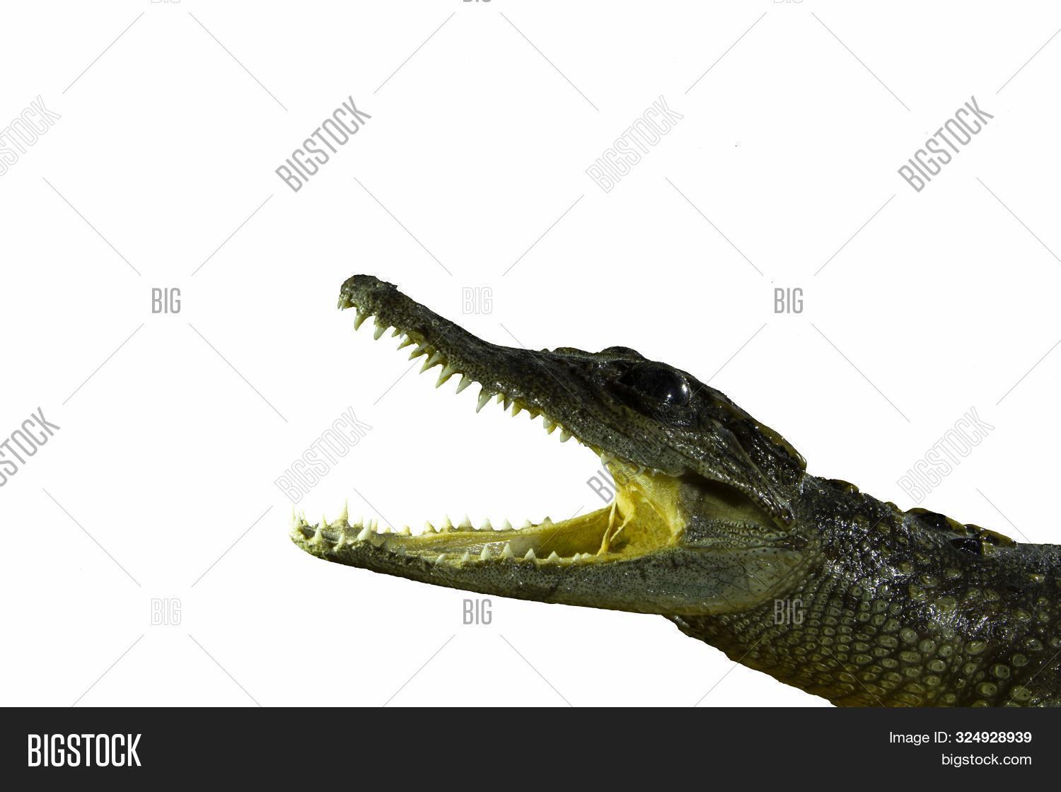 Closeup Crocodile Head Image & Photo (Free Trial) | Bigstock