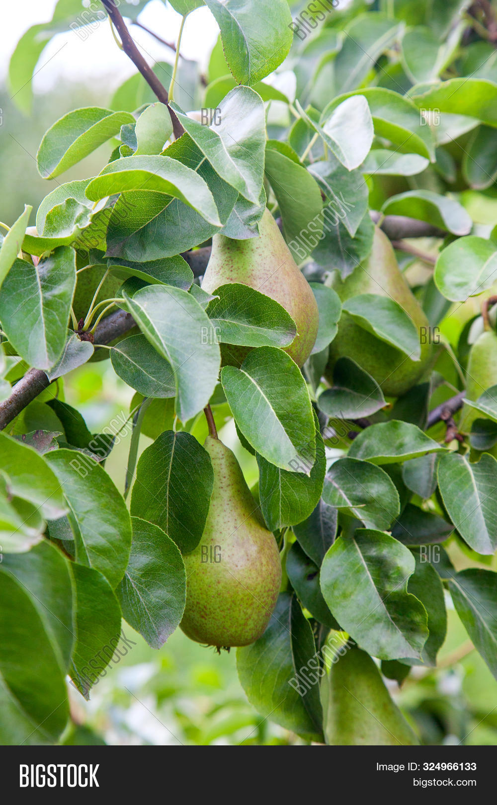 Shiny Delicious Pears Image & Photo (Free Trial) | Bigstock