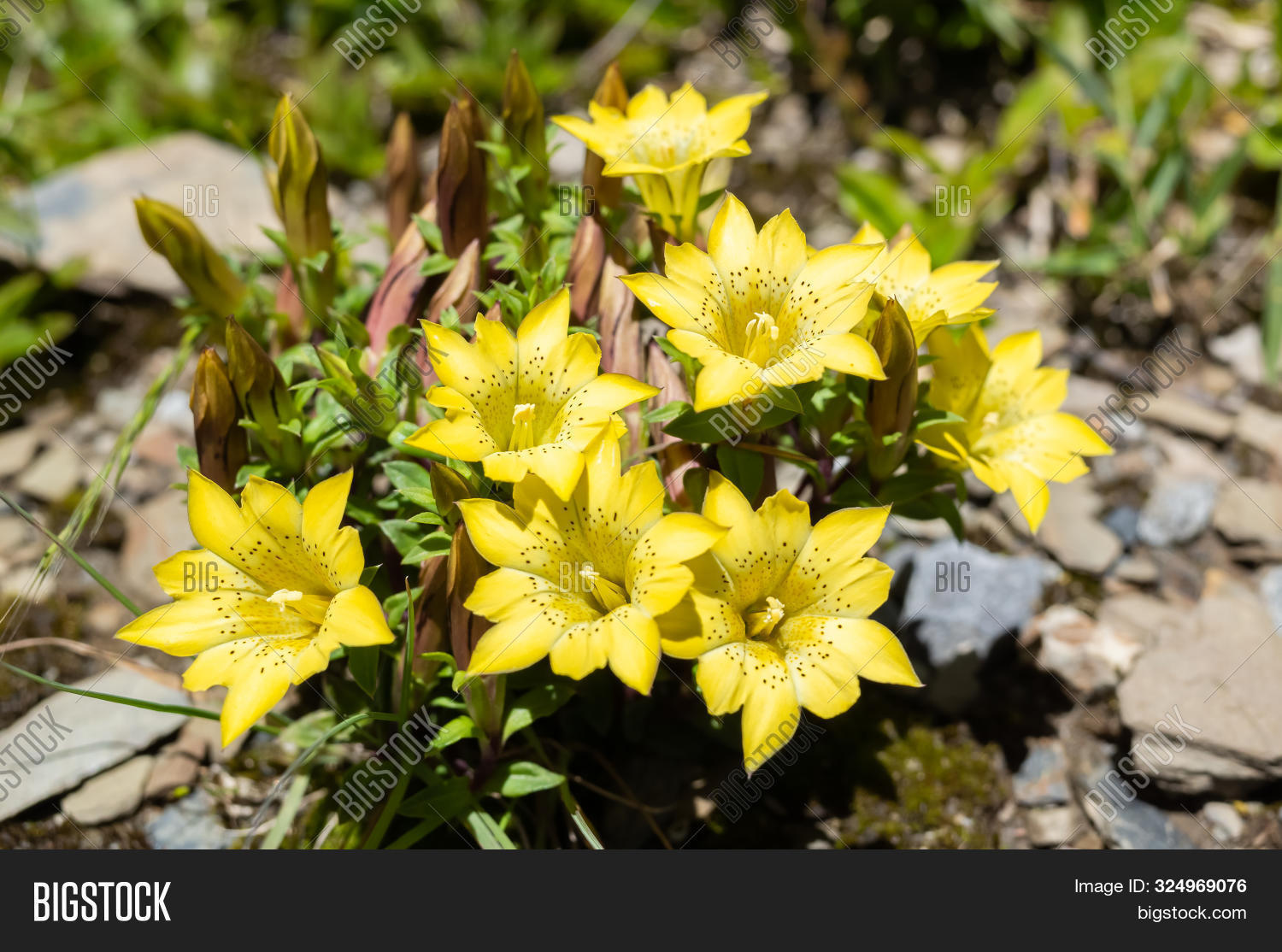 Native Species Yellow Image & Photo (Free Trial) | Bigstock