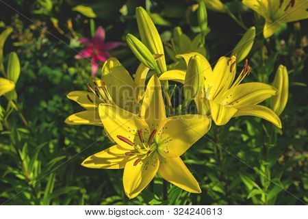 Yellow Lilies. Image & Photo (Free Trial) | Bigstock