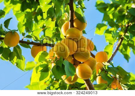 Apricots. Branch Image & Photo (Free Trial) | Bigstock
