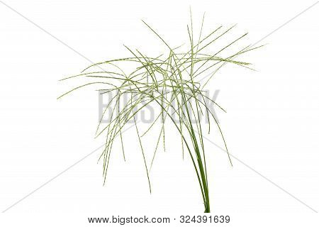 Digitaria Sanguinalis Image & Photo (Free Trial) | Bigstock