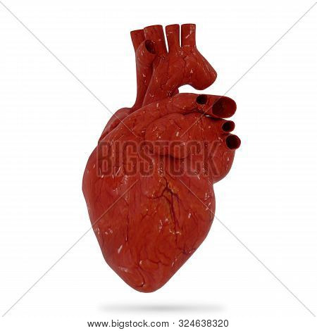 Realistic Human Heart Image & Photo (Free Trial) | Bigstock