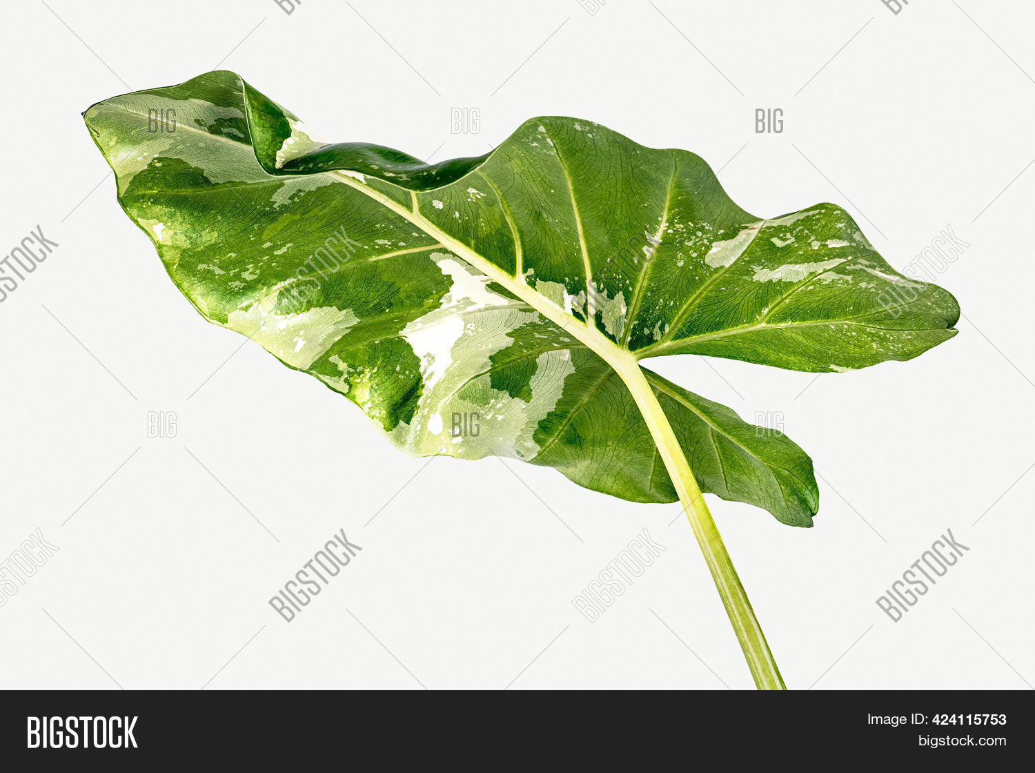 Heart Shaped Alocasia Image & Photo (Free Trial) | Bigstock