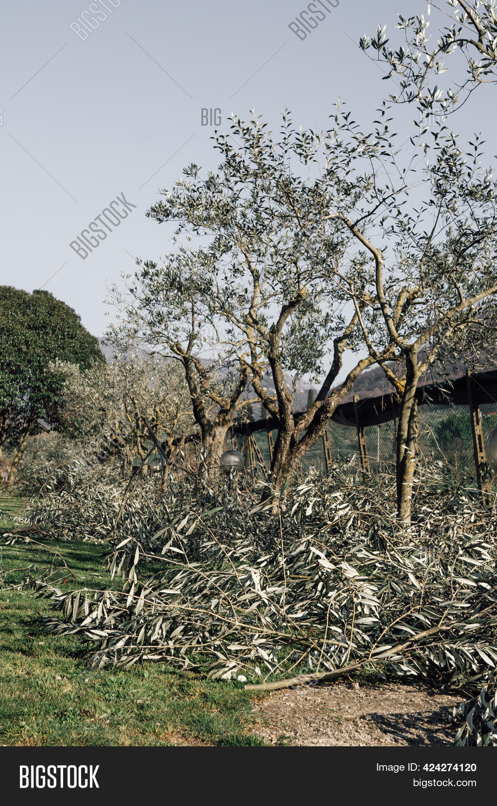 Row Olive Trees On Image & Photo (Free Trial) | Bigstock