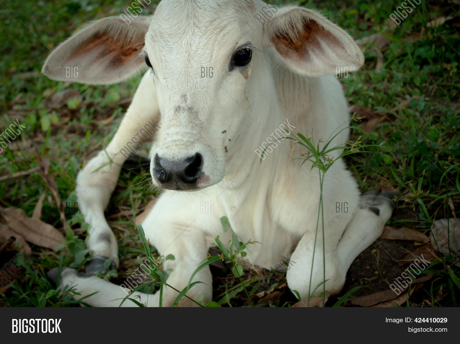 Baby Zebu
