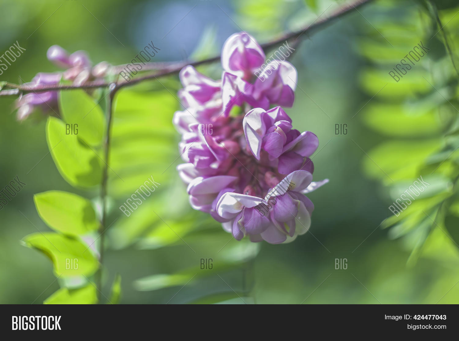 Acacia Pink Flower Image & Photo (Free Trial) | Bigstock