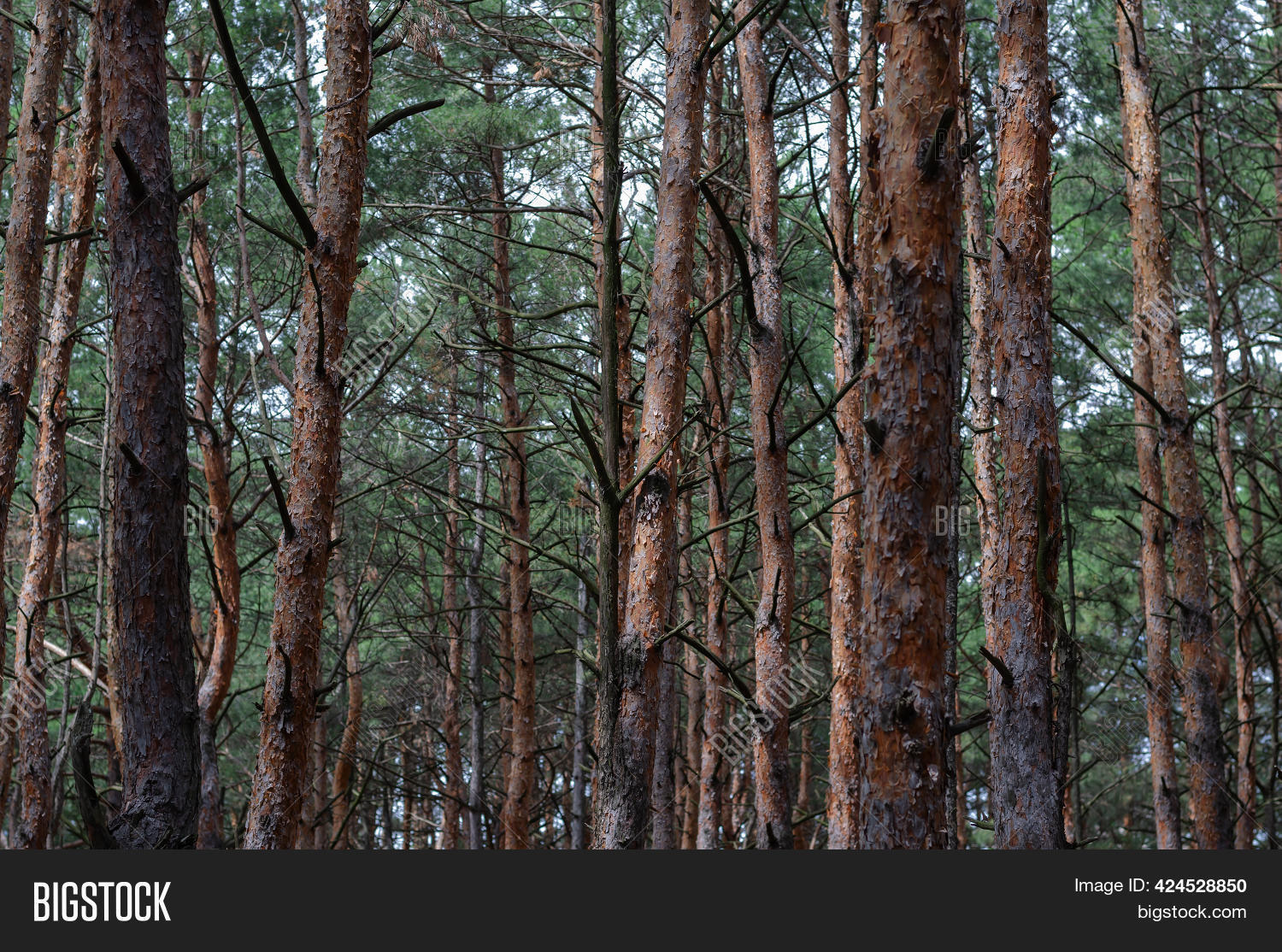 Pine Forest Texture. Image & Photo (Free Trial) | Bigstock